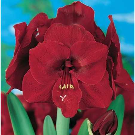 Bulbi amaryllis Red Lion, 1 bulb - Green Tehnic Garden
