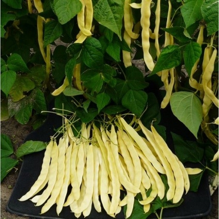 GOLDEN GATE Seminte de fasole urcatoare Holland Select -1 kg - Green ...